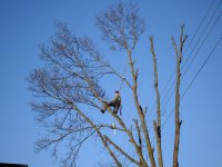 TREE SURGEONS TREE SURGERY SURGEON SERVICES CONGLETON CHESHIRE UK