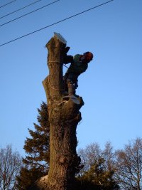 TREE SURGEONS TREE SURGERY SURGEON SERVICES CONGLETON CHESHIRE UK